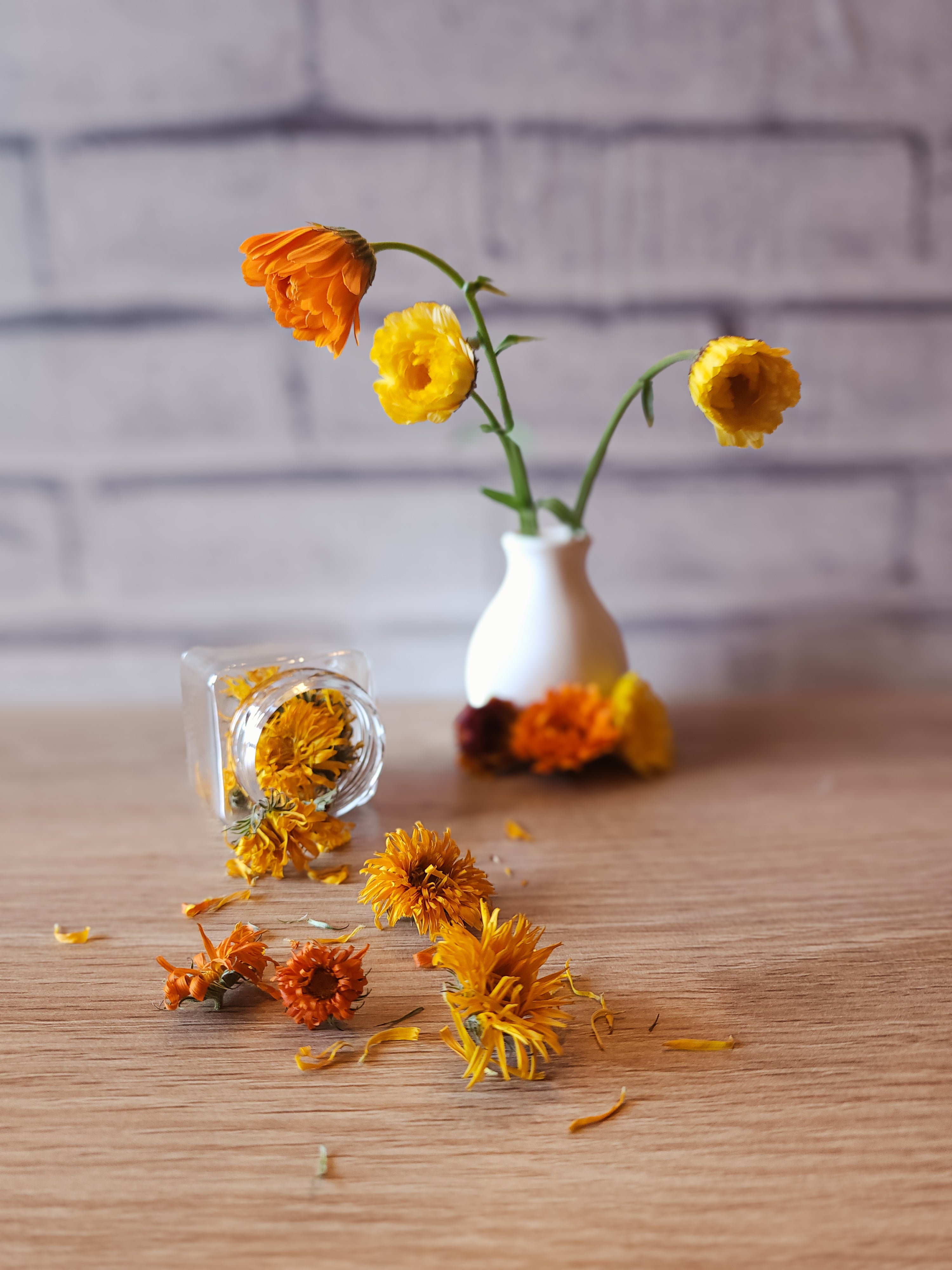 Calendula – Dogs In The Meadow